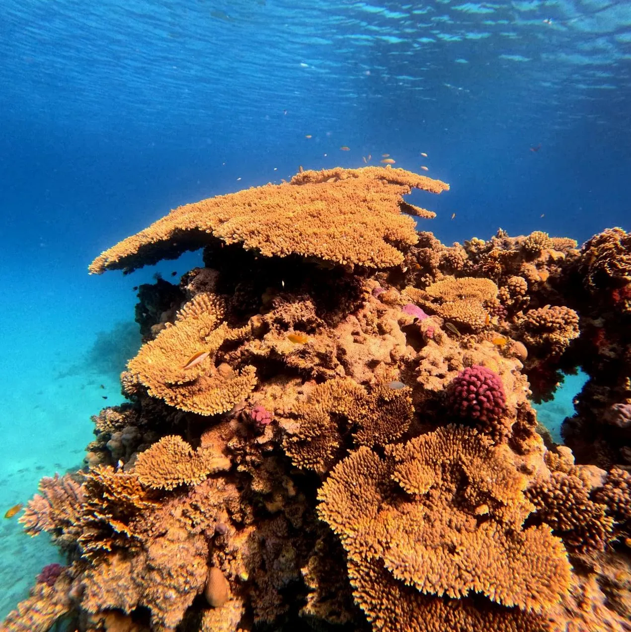What Is The Best Diving Season On The Great Barrier Reef?